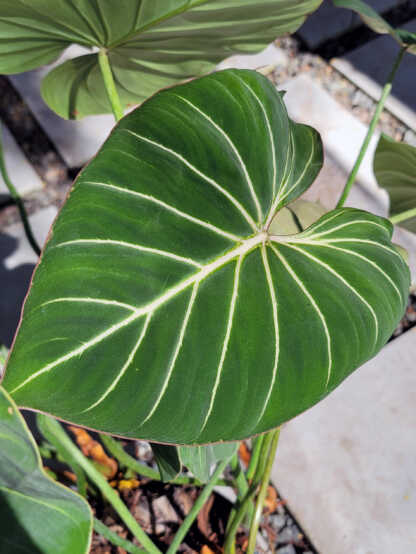 Darryl’s Discoveries | PlantVine