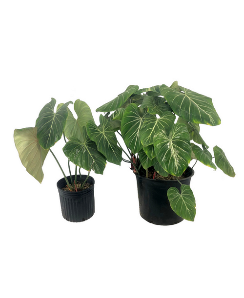 Philodendron gloriosum, Philodendron gloriosum | PlantVine
