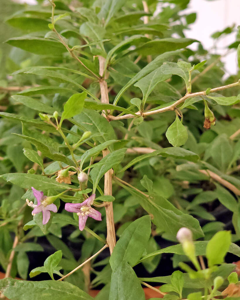Goji Berry Bush | PlantVine