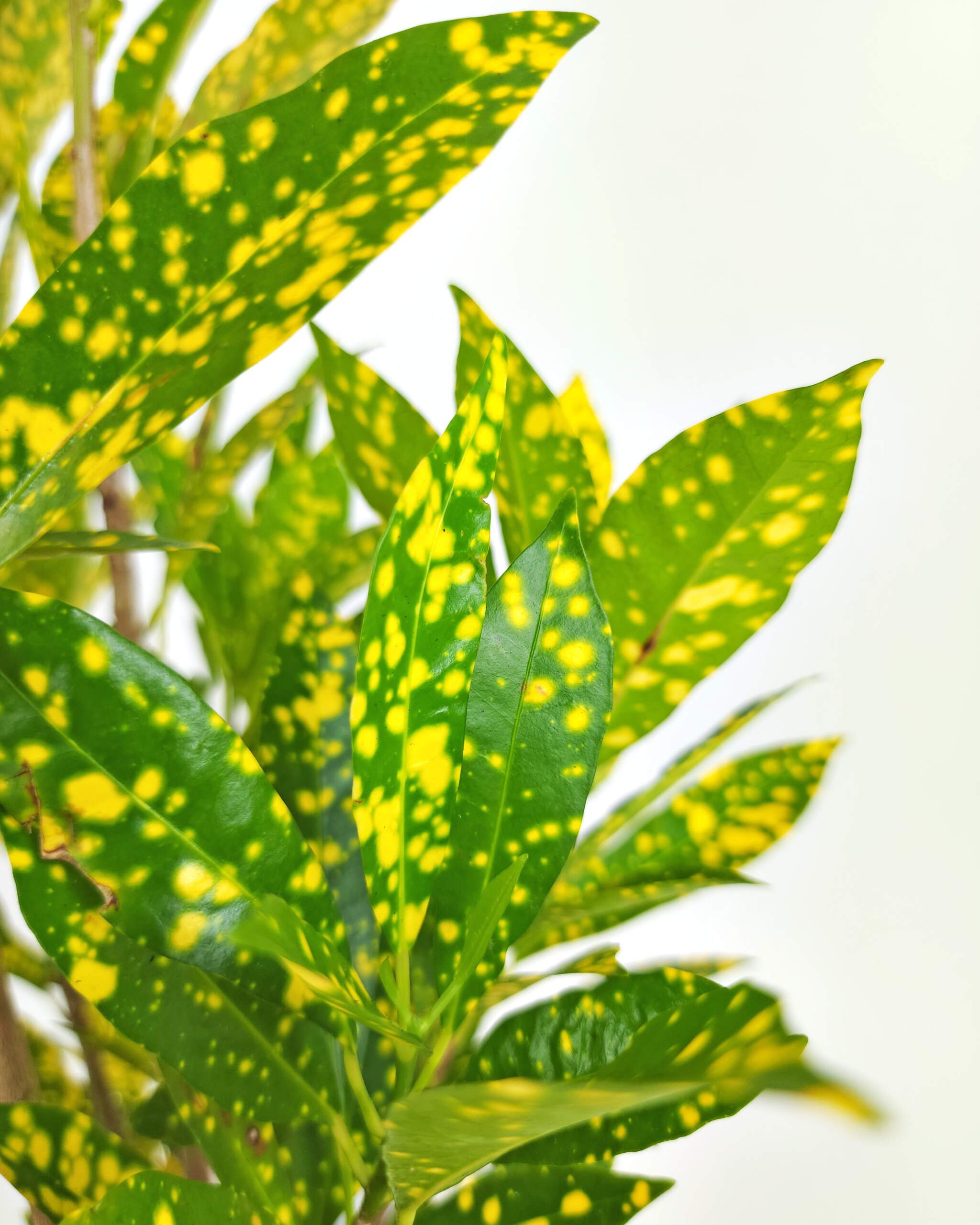 Croton ‘Gold Dust’ | PlantVine