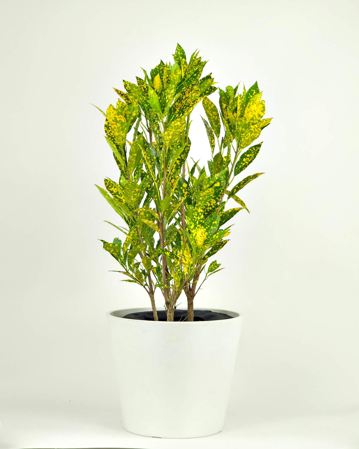 Croton ‘Gold Dust’ | PlantVine