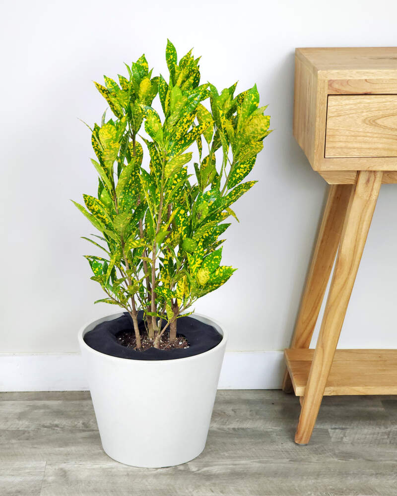 Croton ‘Gold Dust’ | PlantVine