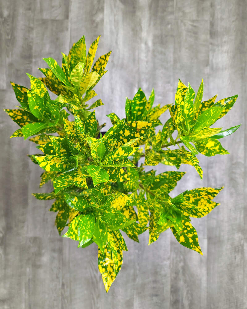 Croton Varieties | PlantVine