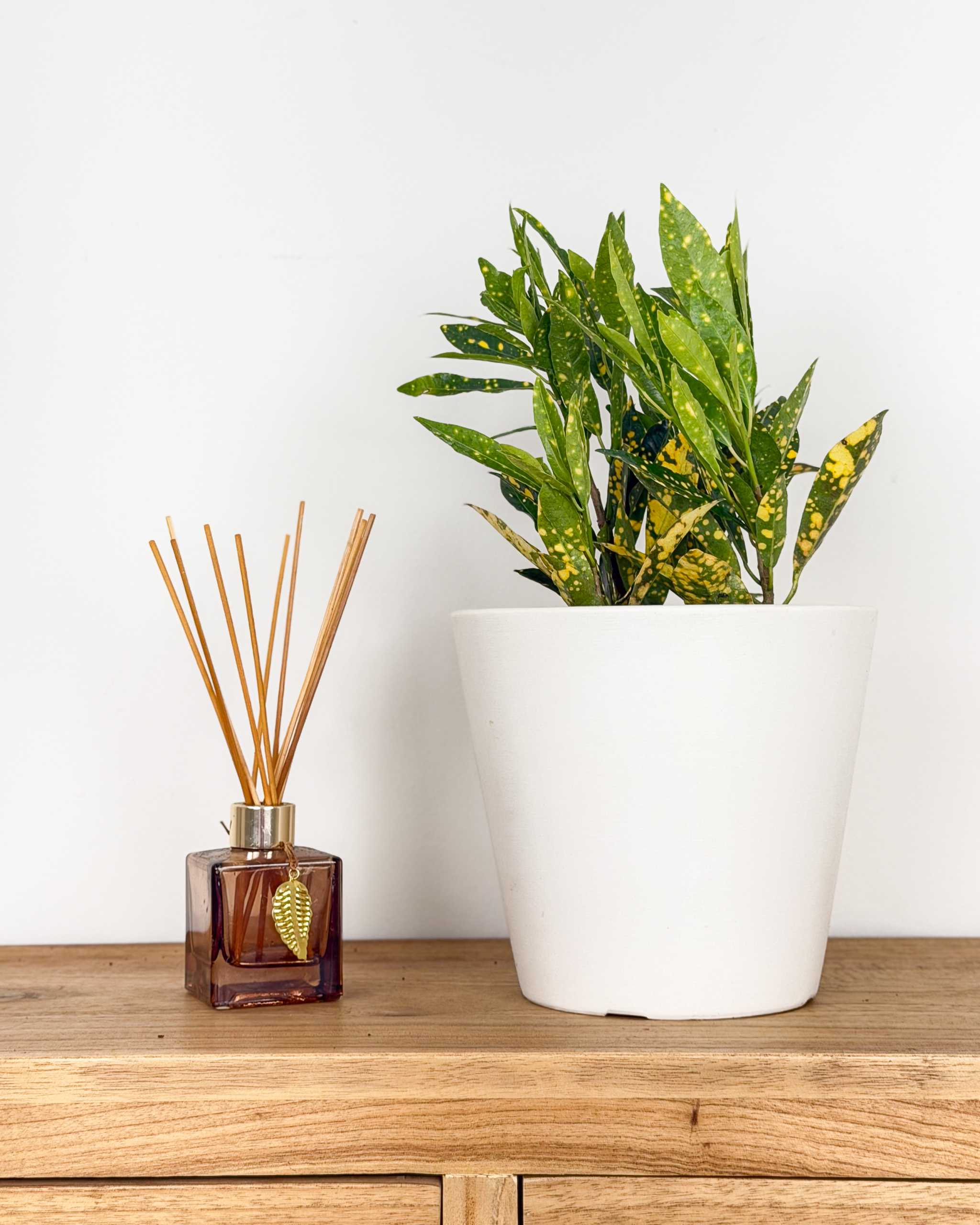 Croton ‘Gold Dust’ | PlantVine