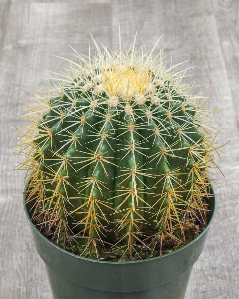 Cactus Varieties | PlantVine
