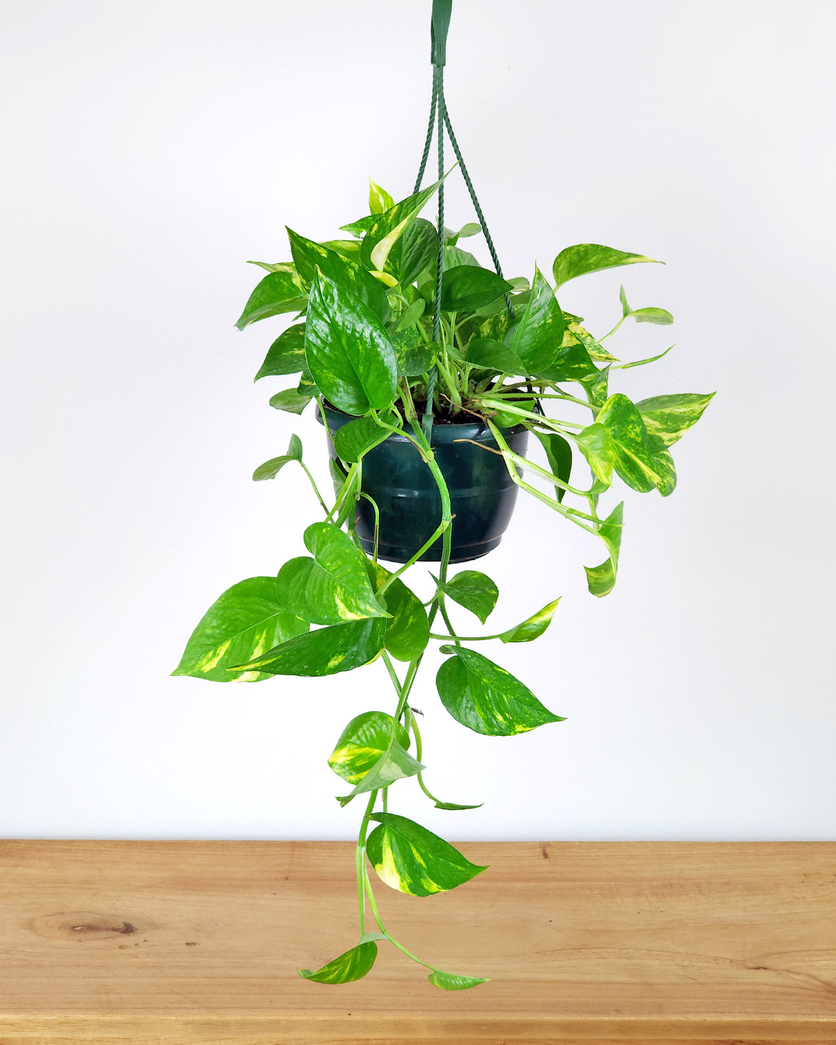 Order Golden Pothos, Epipremnum Aureum Online | PlantVine