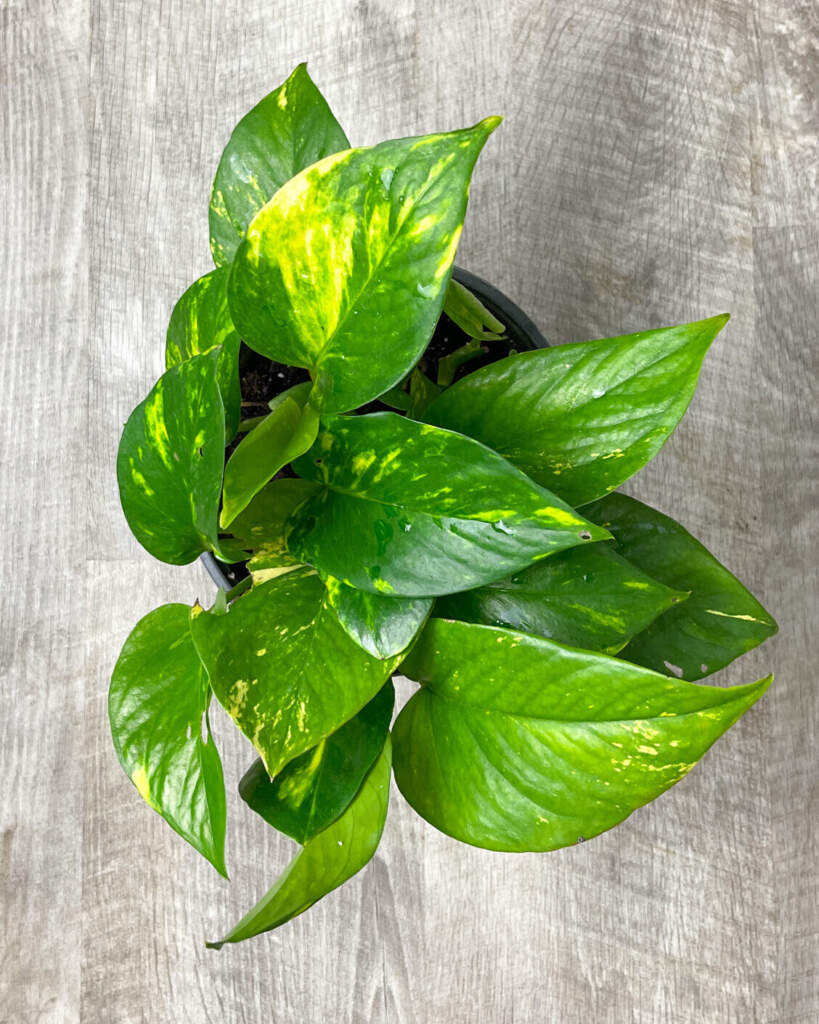 Pothos Varieties | PlantVine