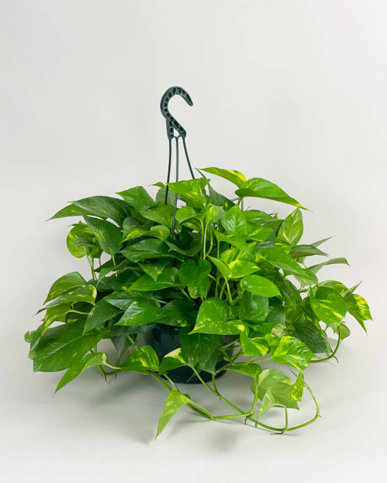 Order Golden Pothos, Epipremnum Aureum Online | PlantVine