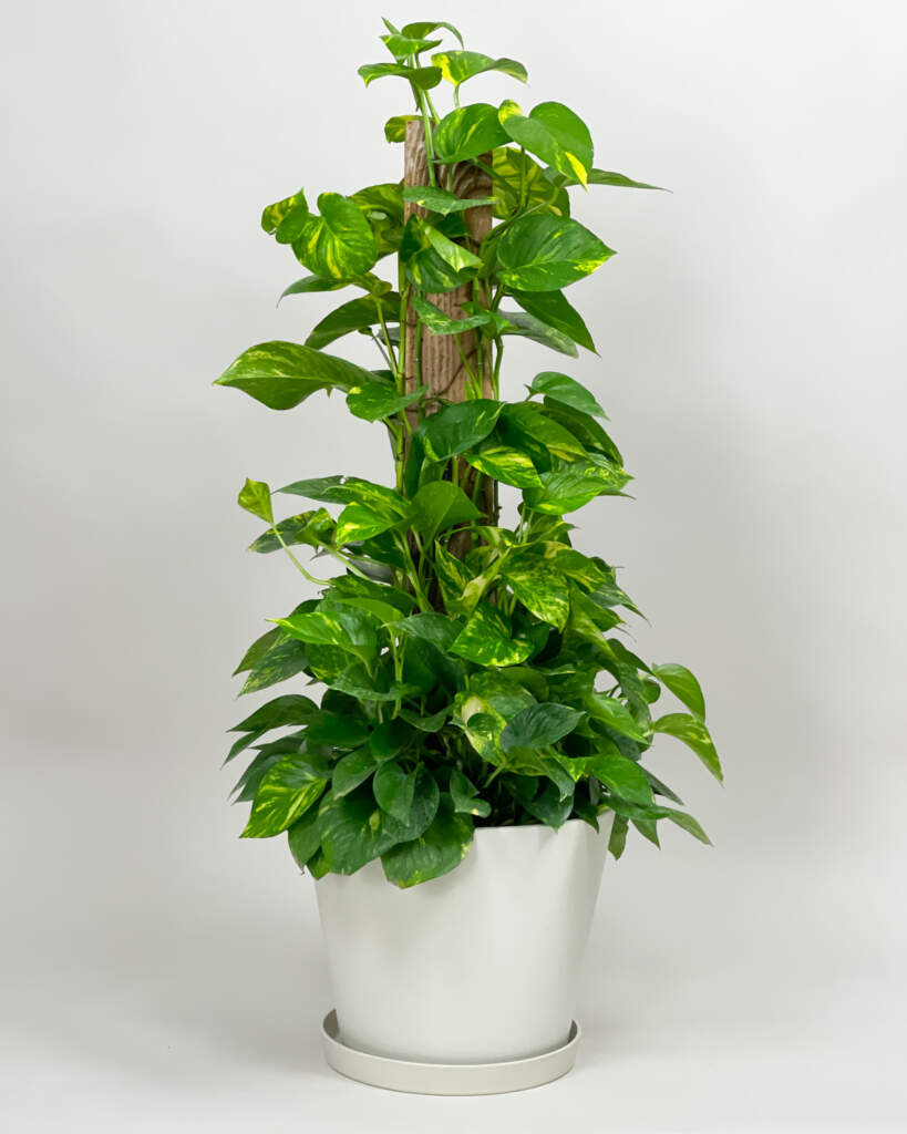 Order Golden Pothos, Epipremnum Aureum Online | PlantVine