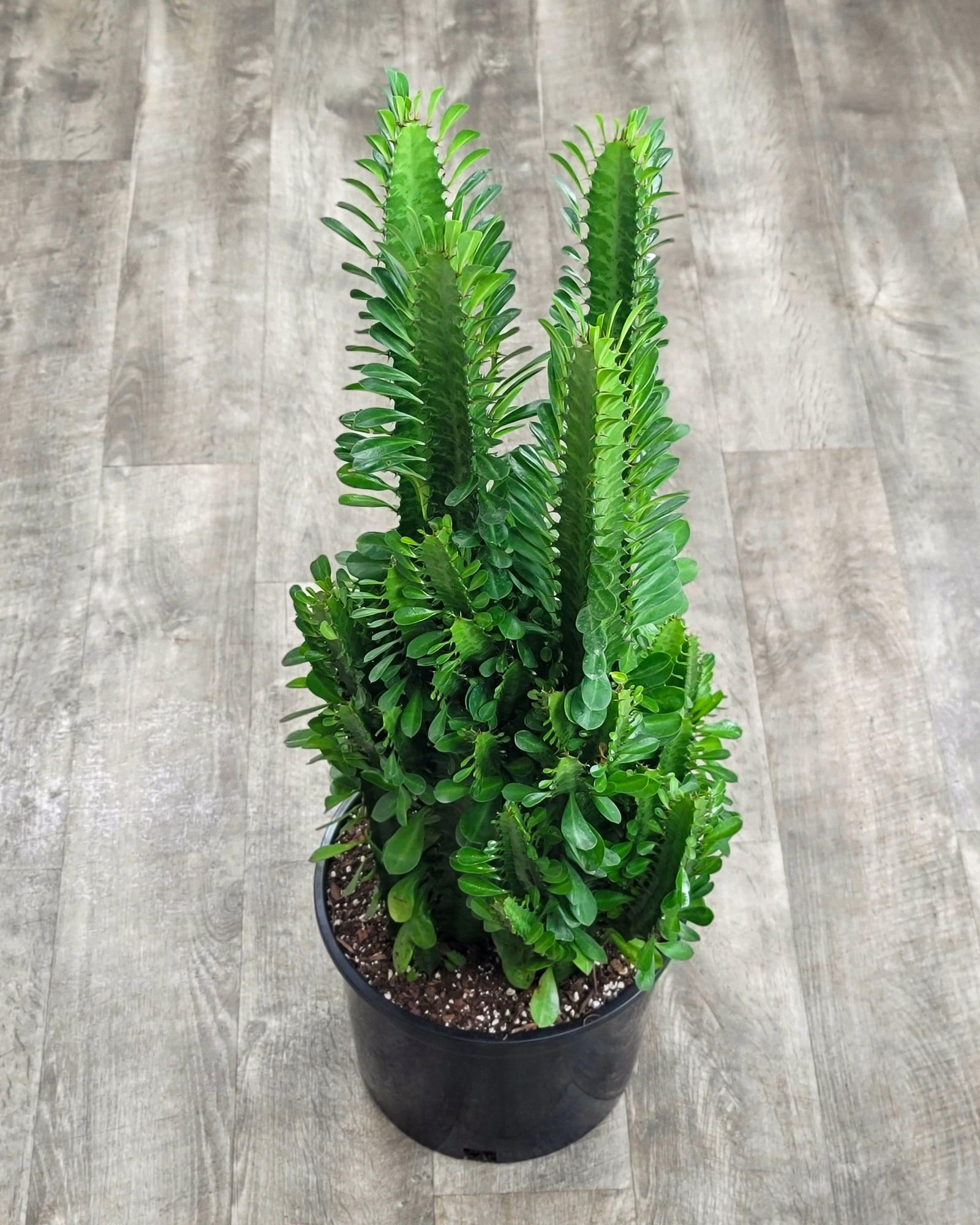 Cactus Varieties | PlantVine