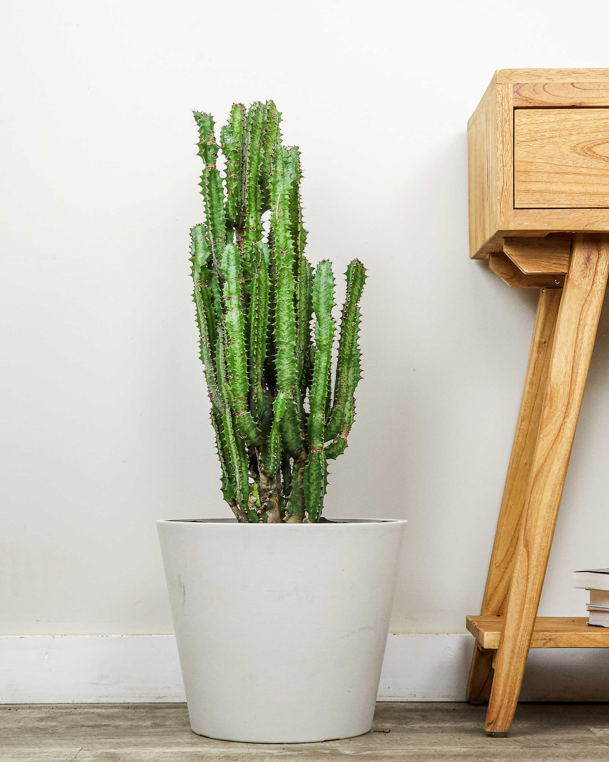 Green Cathedral Cactus | PlantVine