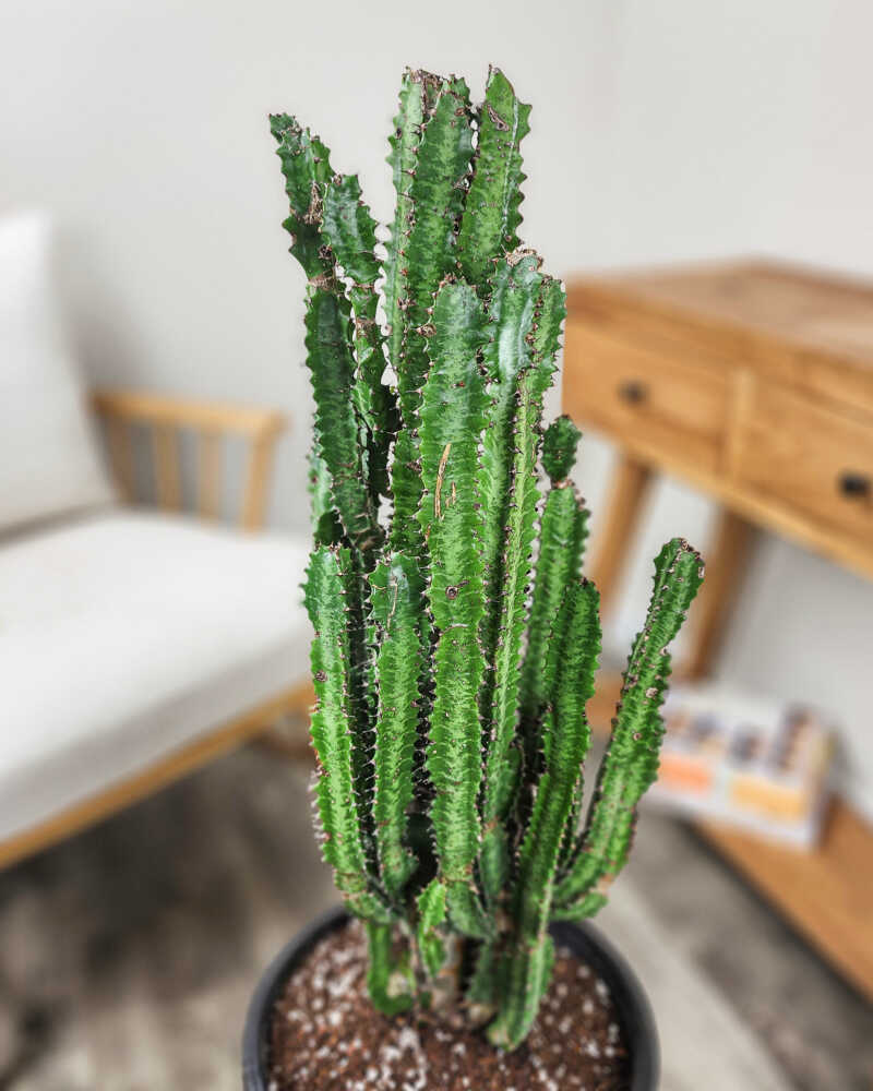 Cereus Peruvianus Cactus Care Guide | PlantVine