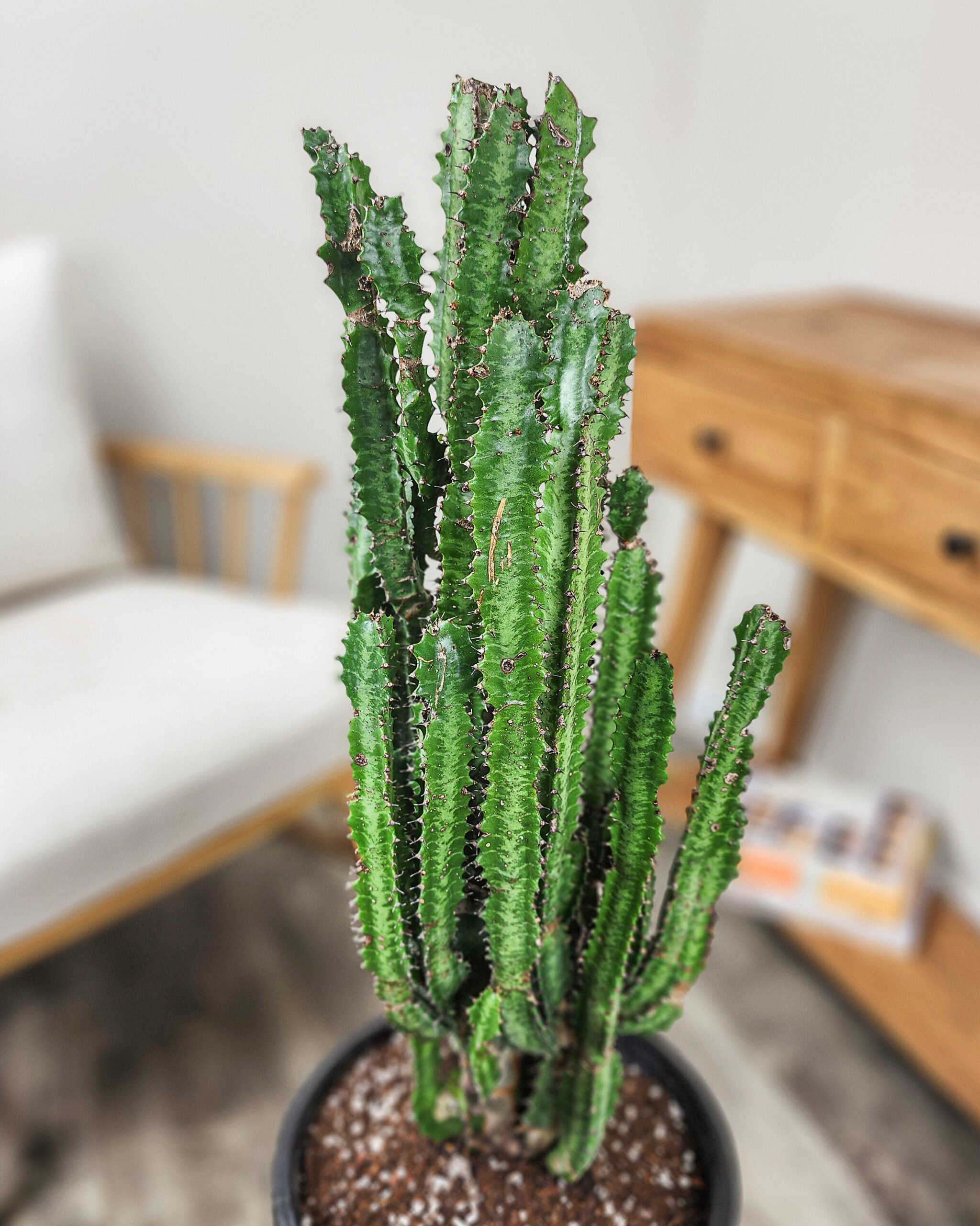 Cereus Peruvianus Cactus Care Guide | PlantVine