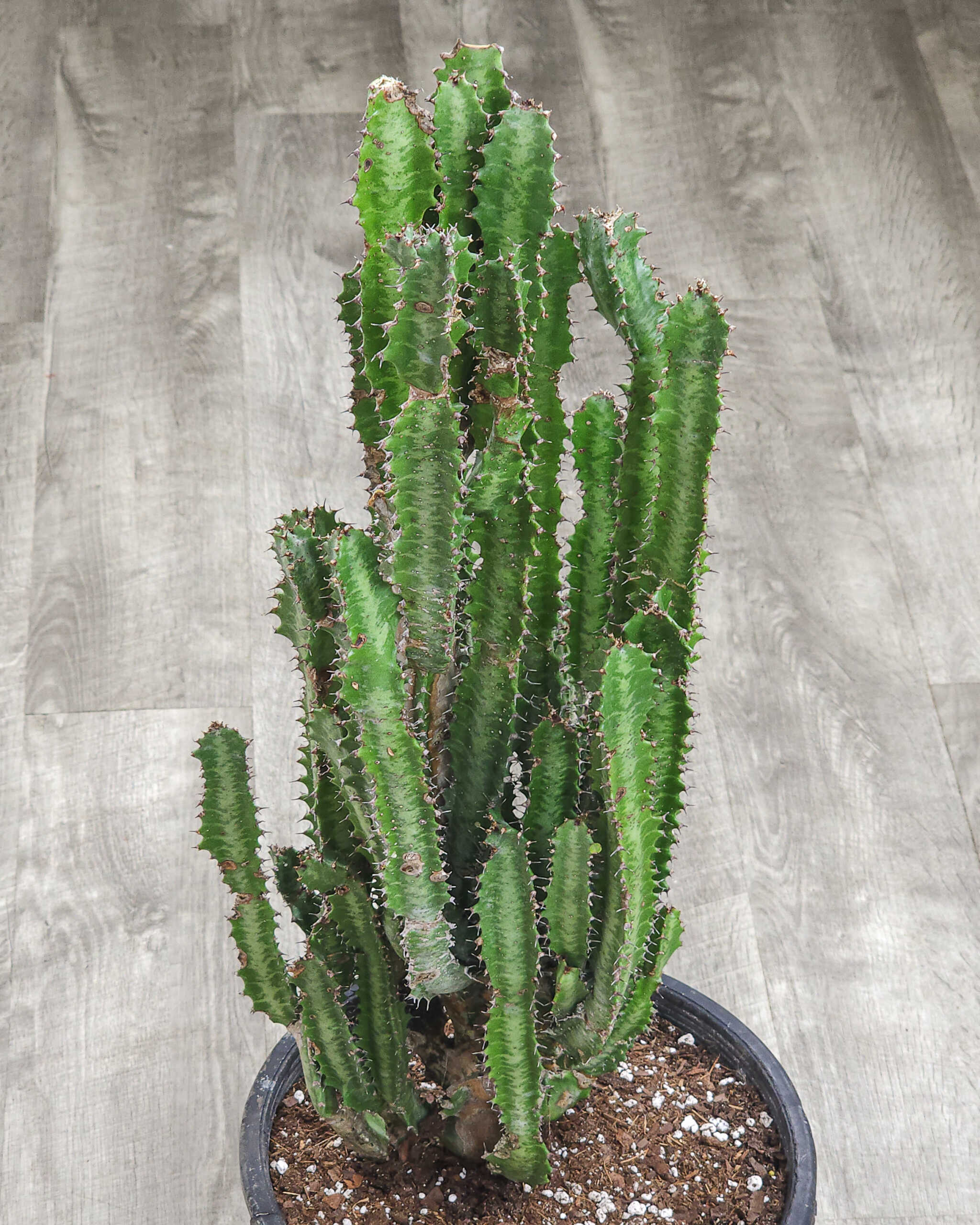 Cactus Varieties | PlantVine