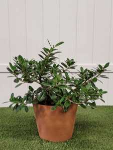Ficus ‘Green Island’ | PlantVine