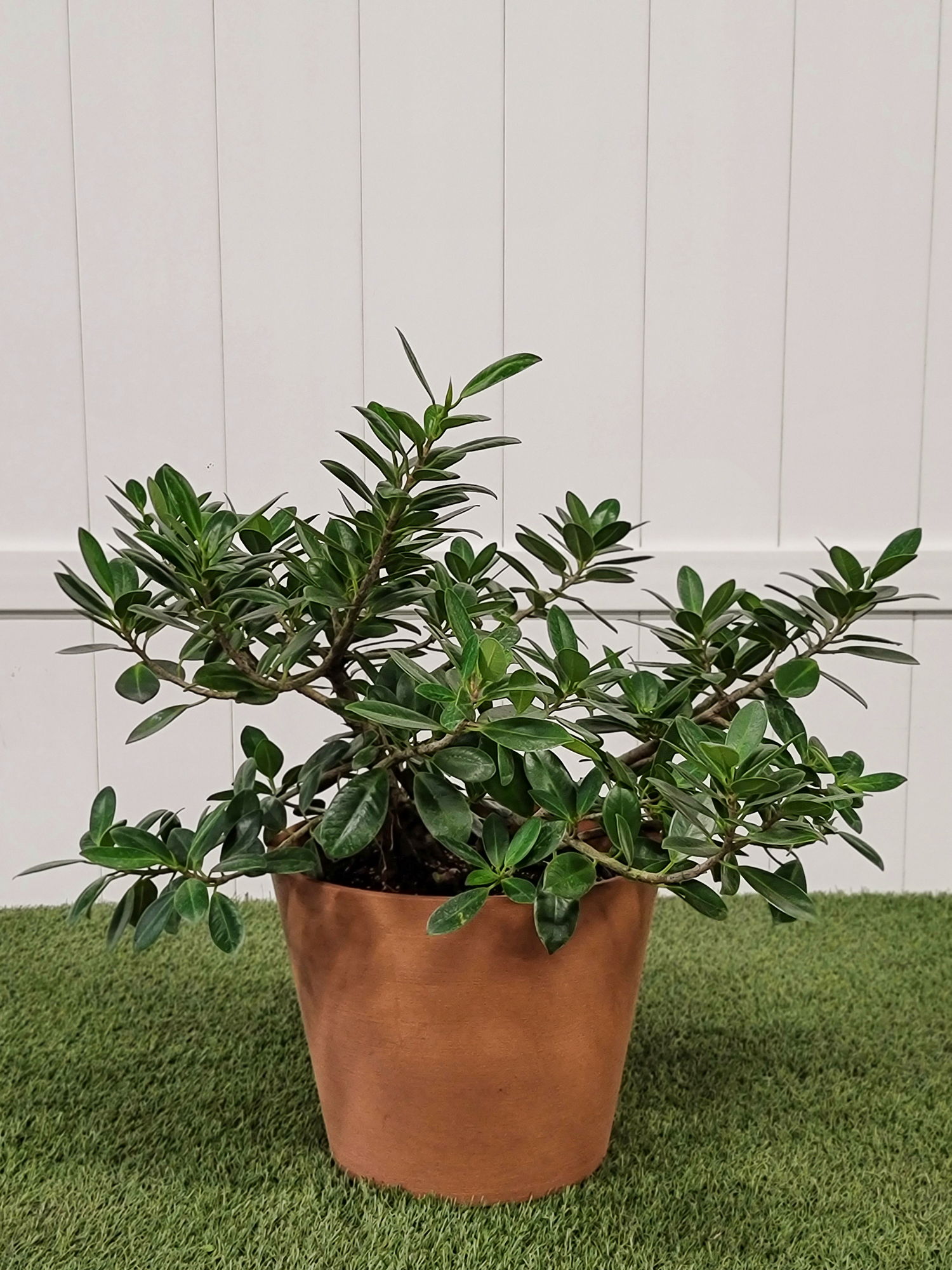 Ficus ‘Green Island’ | PlantVine