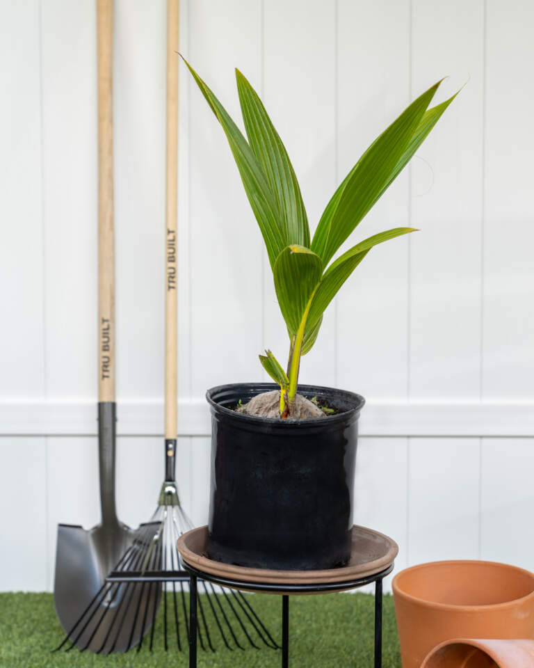 Green Malayan Coconut Palm | PlantVine