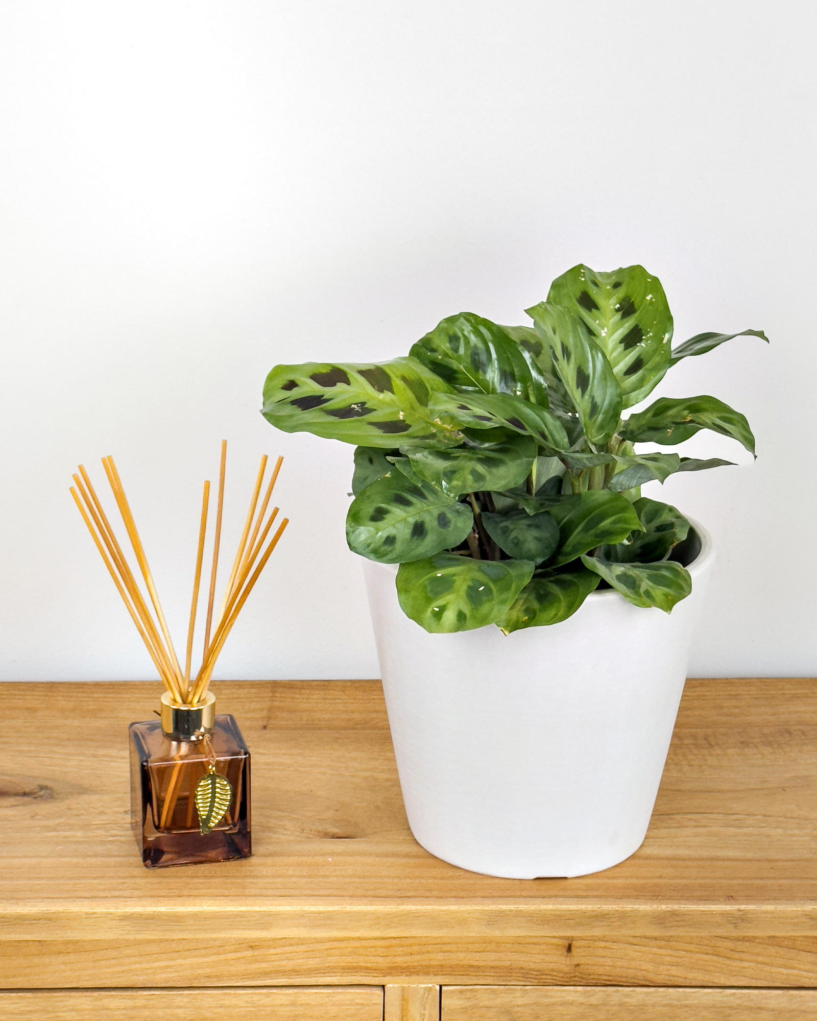 Green Maranta | PlantVine