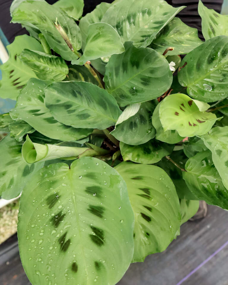 Maranta (Prayer Plant) Care Guide | PlantVine