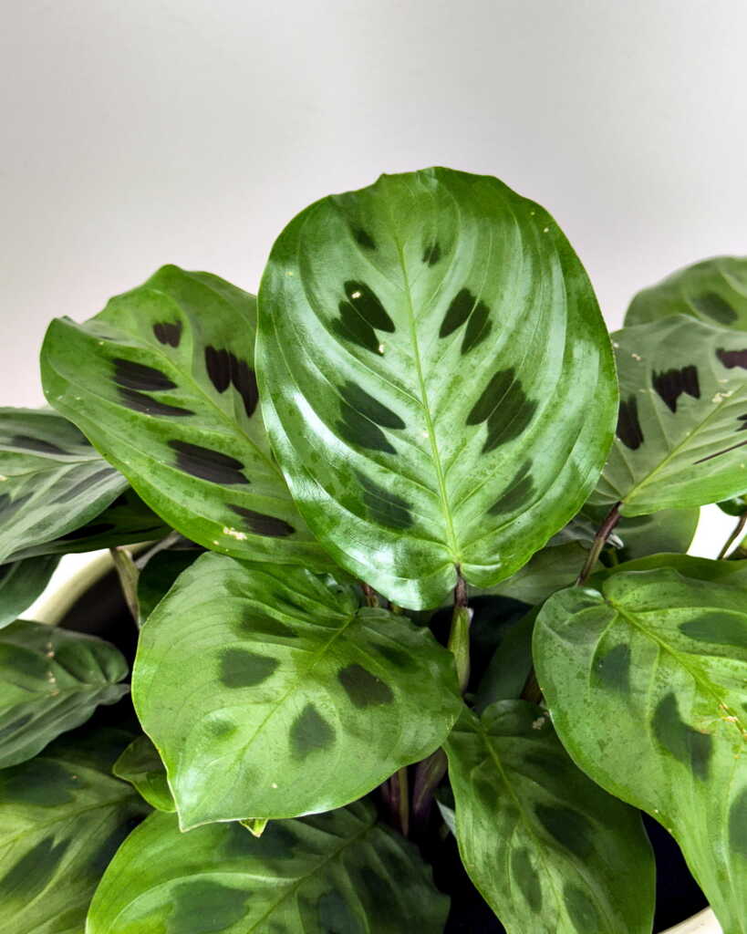 Maranta Varieties | PlantVine