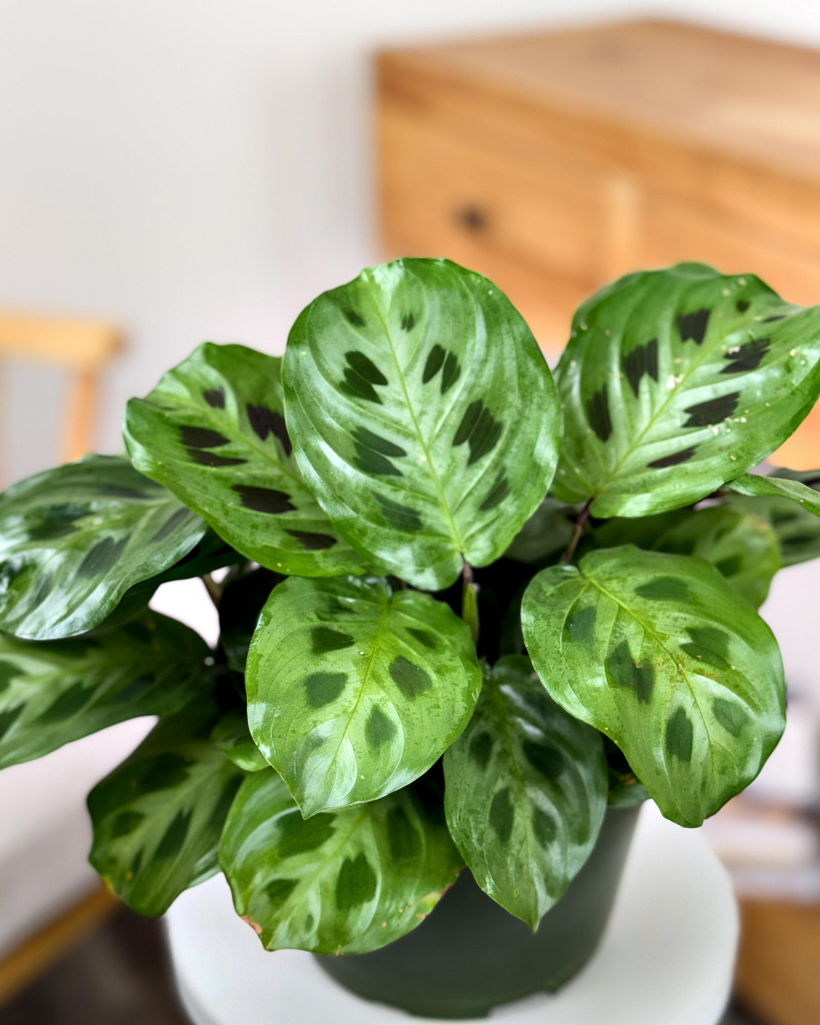 Best Plants for Dark Bathrooms | PlantVine