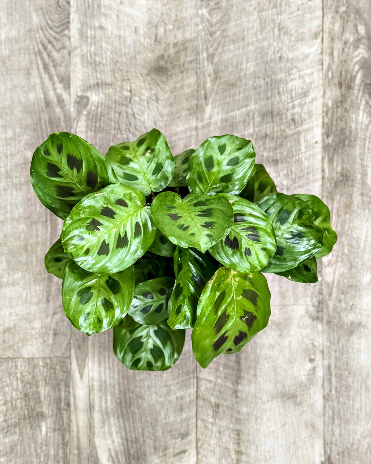 Maranta Varieties | PlantVine