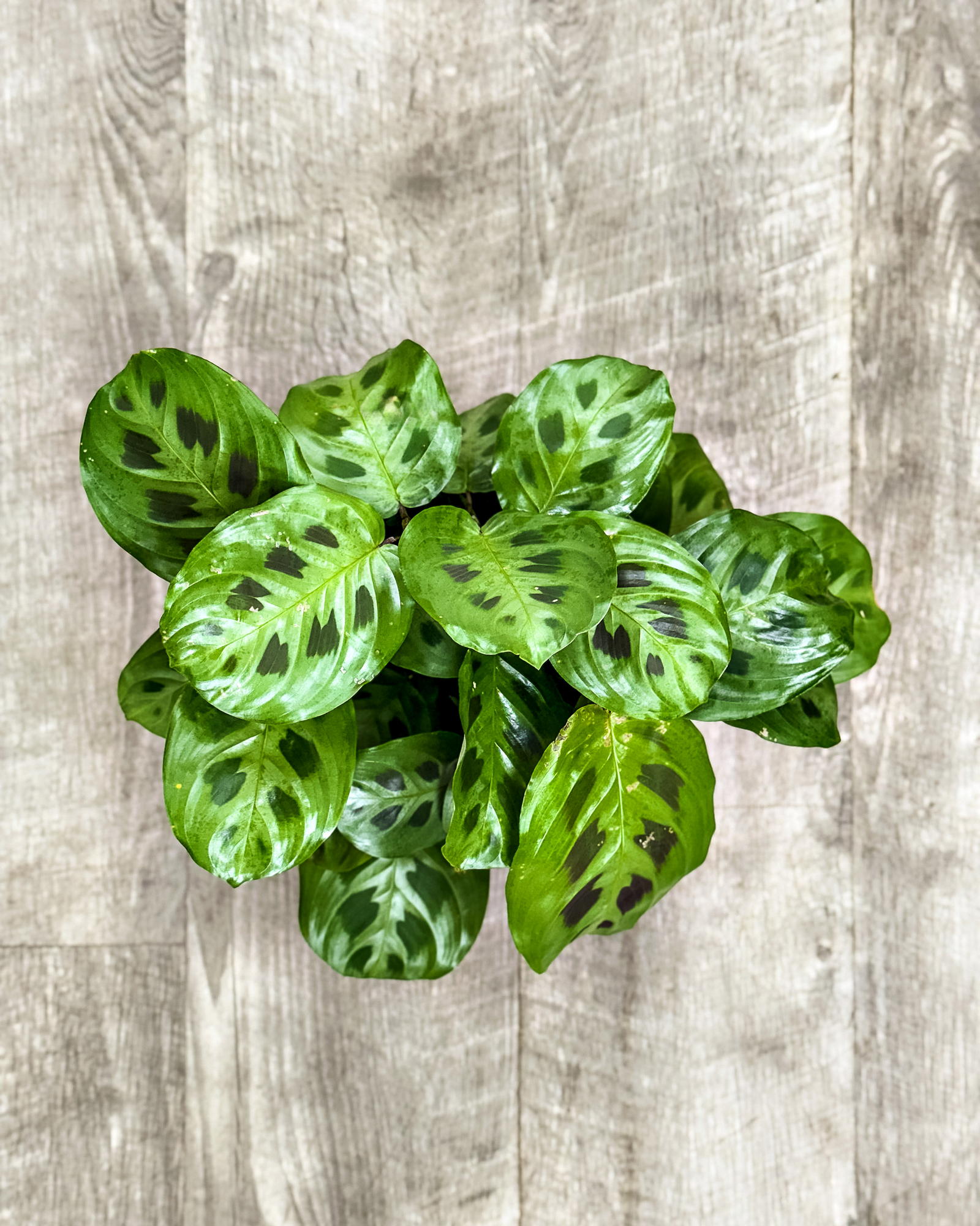 Maranta Varieties | PlantVine