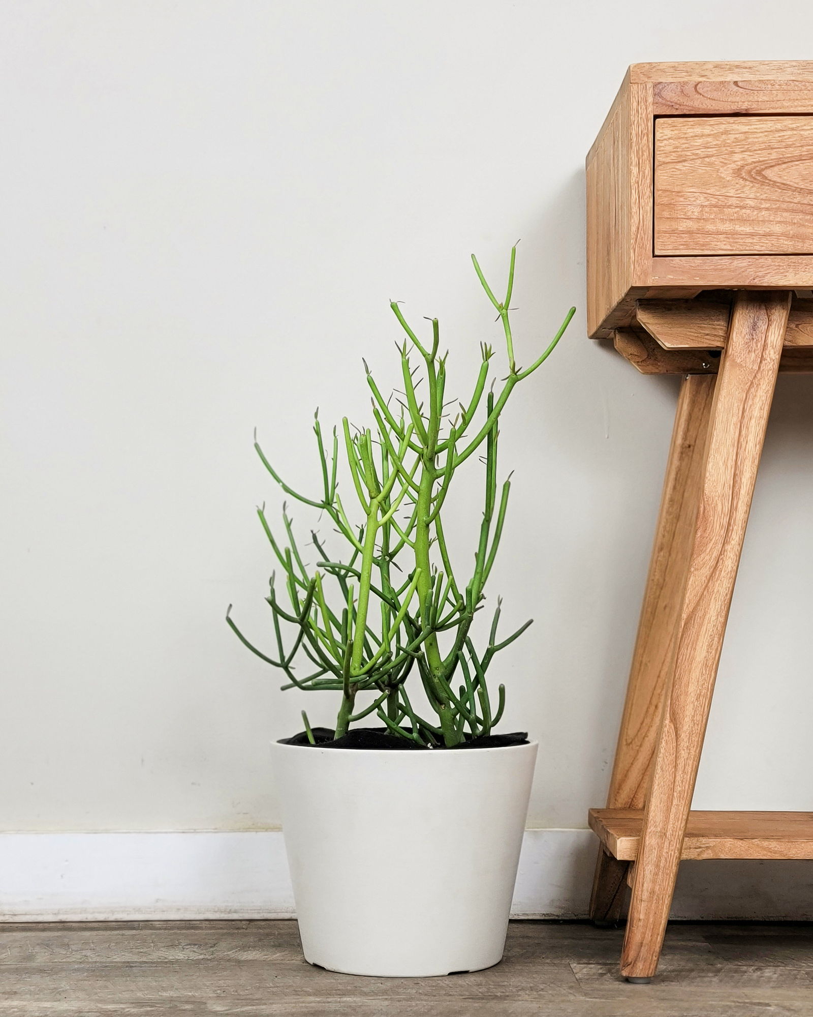 Green Pencil Cactus | PlantVine