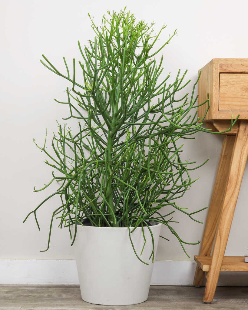 Green Pencil Cactus | PlantVine