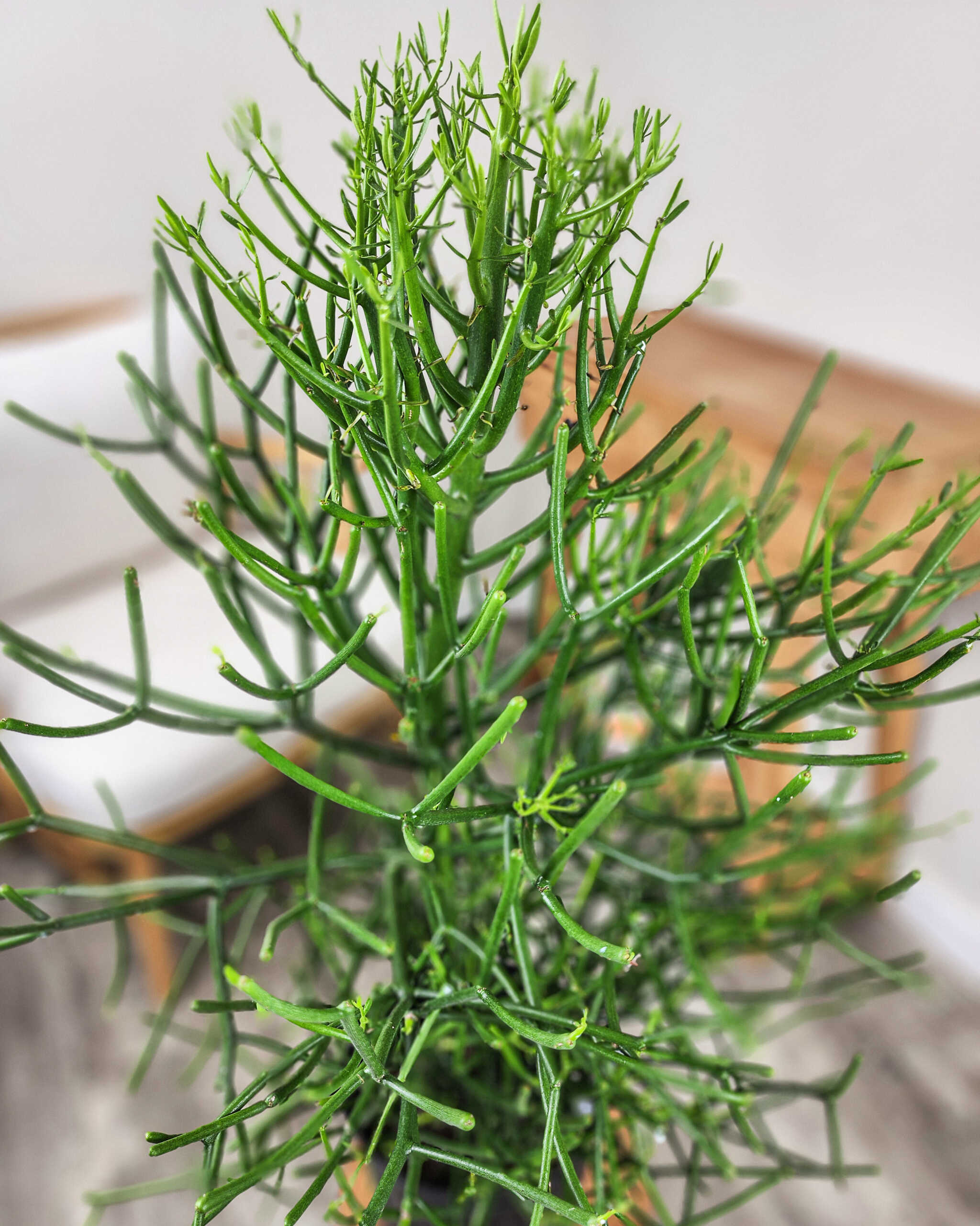 Green Pencil Cactus | PlantVine