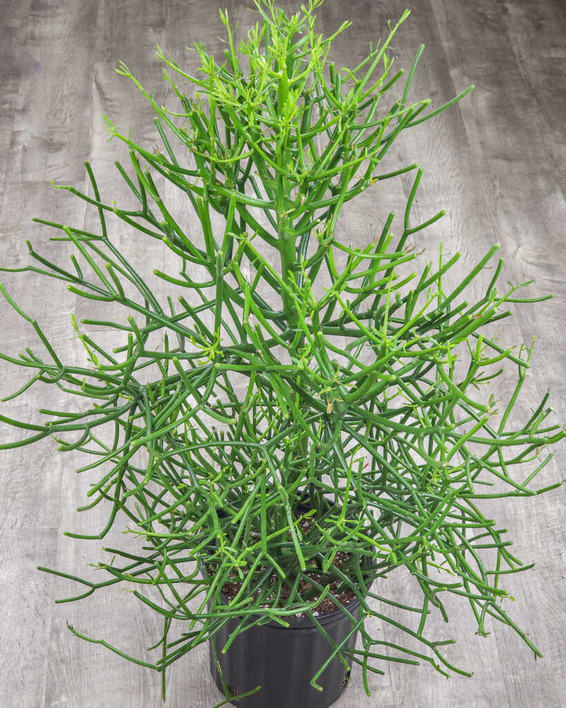 Cactus Varieties | PlantVine