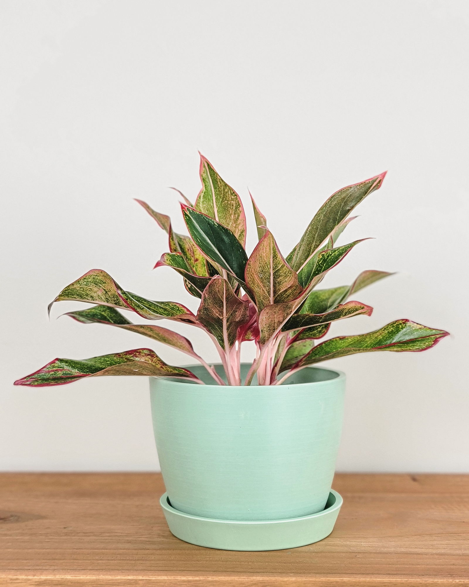 Meseta Planter 6.5-inch | PlantVine