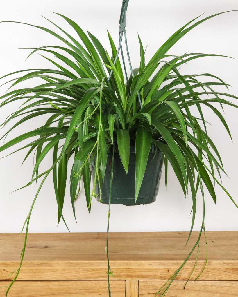 Green Spider Plant | PlantVine