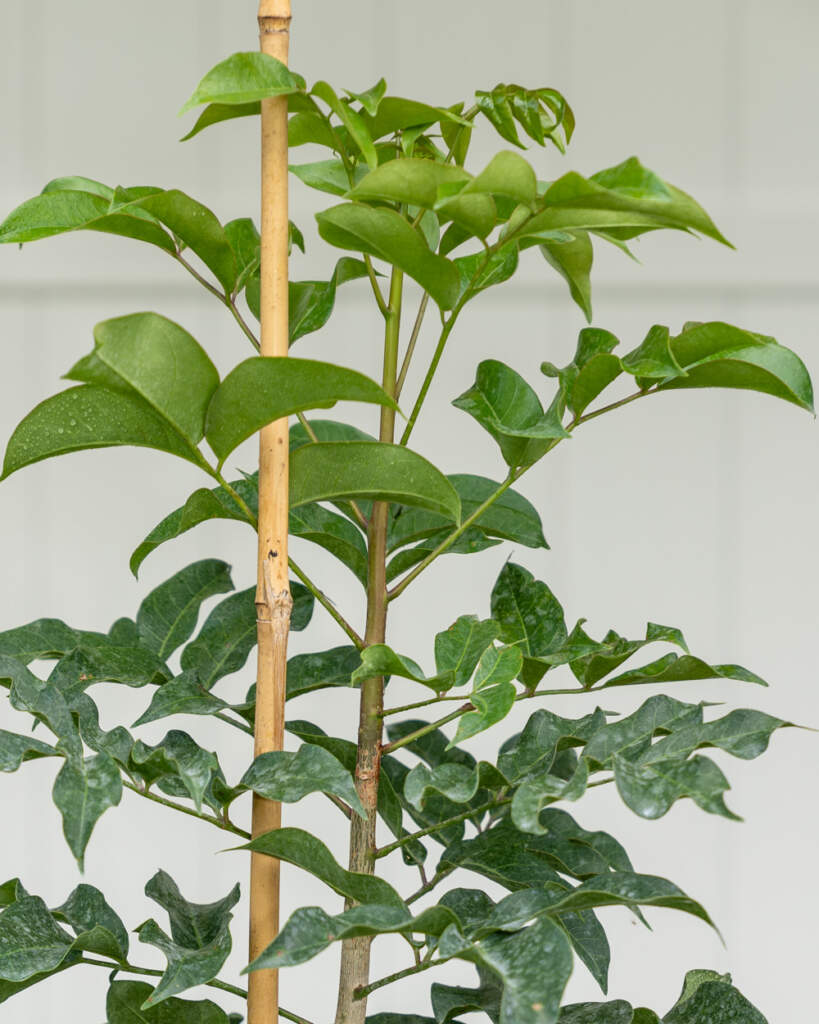 Gumbo Limbo Tree | PlantVine