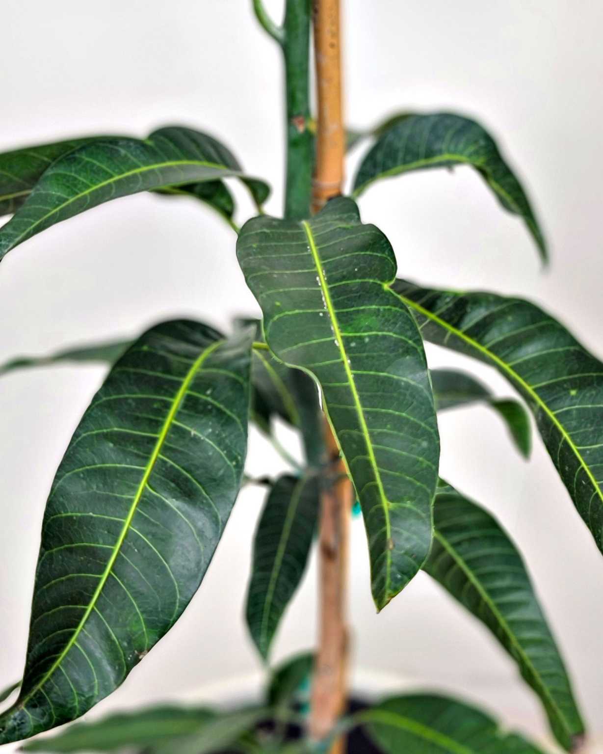 Haden Mango Tree | PlantVine