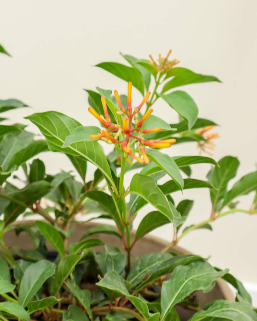 Hamelia patens ‘Nodosa’, Dwarf Firebush, Hummingbird Bush, African ...