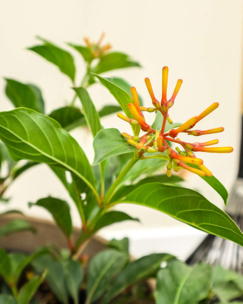 Hamelia patens ‘Nodosa’, Dwarf Firebush, Hummingbird Bush, African ...