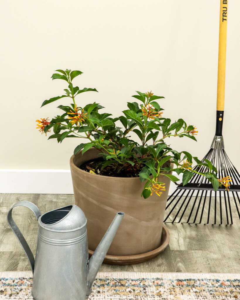 Hamelia patens ‘Nodosa’, Dwarf Firebush, Hummingbird Bush, African ...