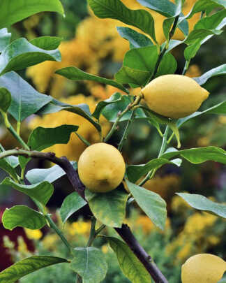 Harvey Lemon Citrus Tree | PlantVine