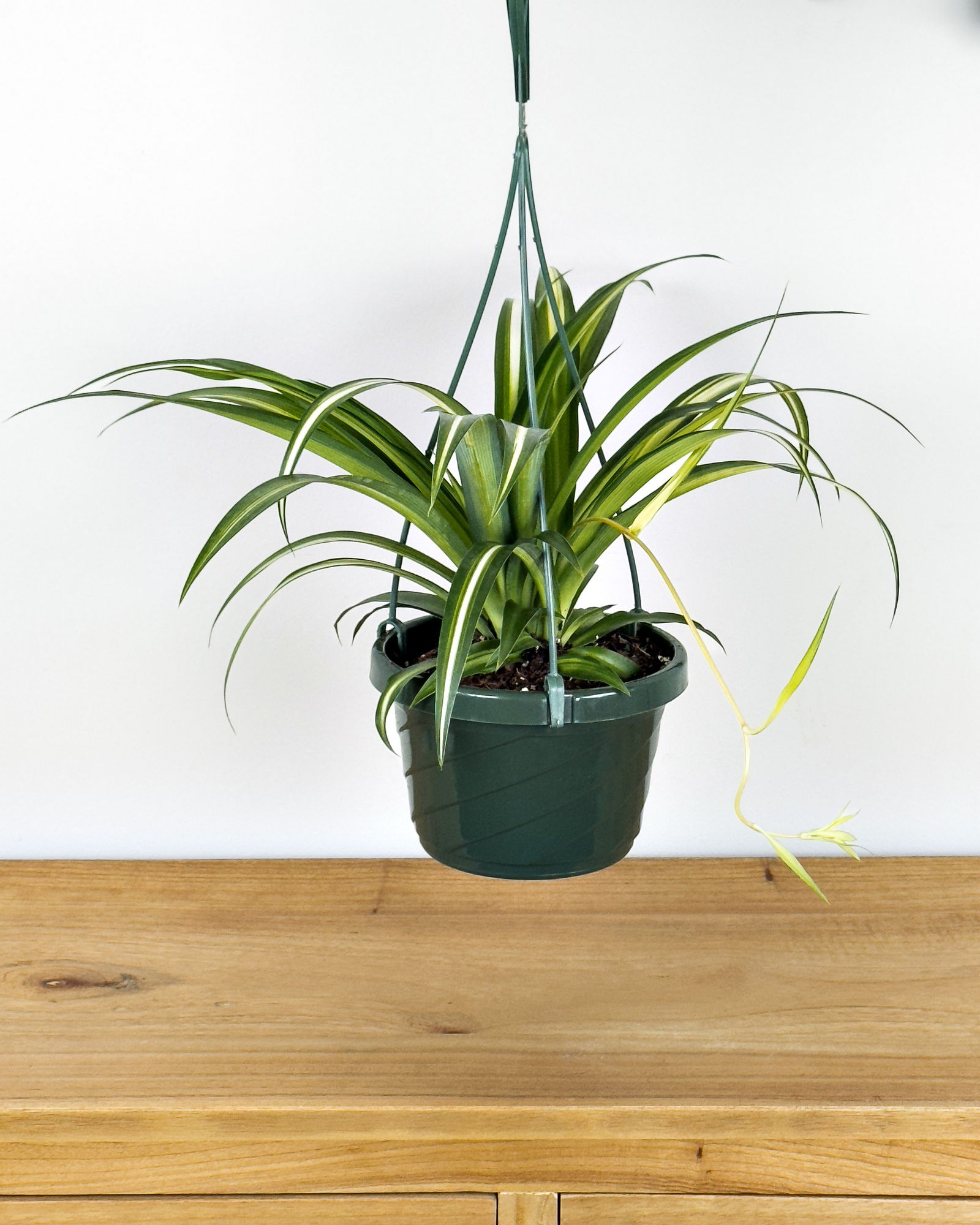 Hawaiian Spider Plant | PlantVine
