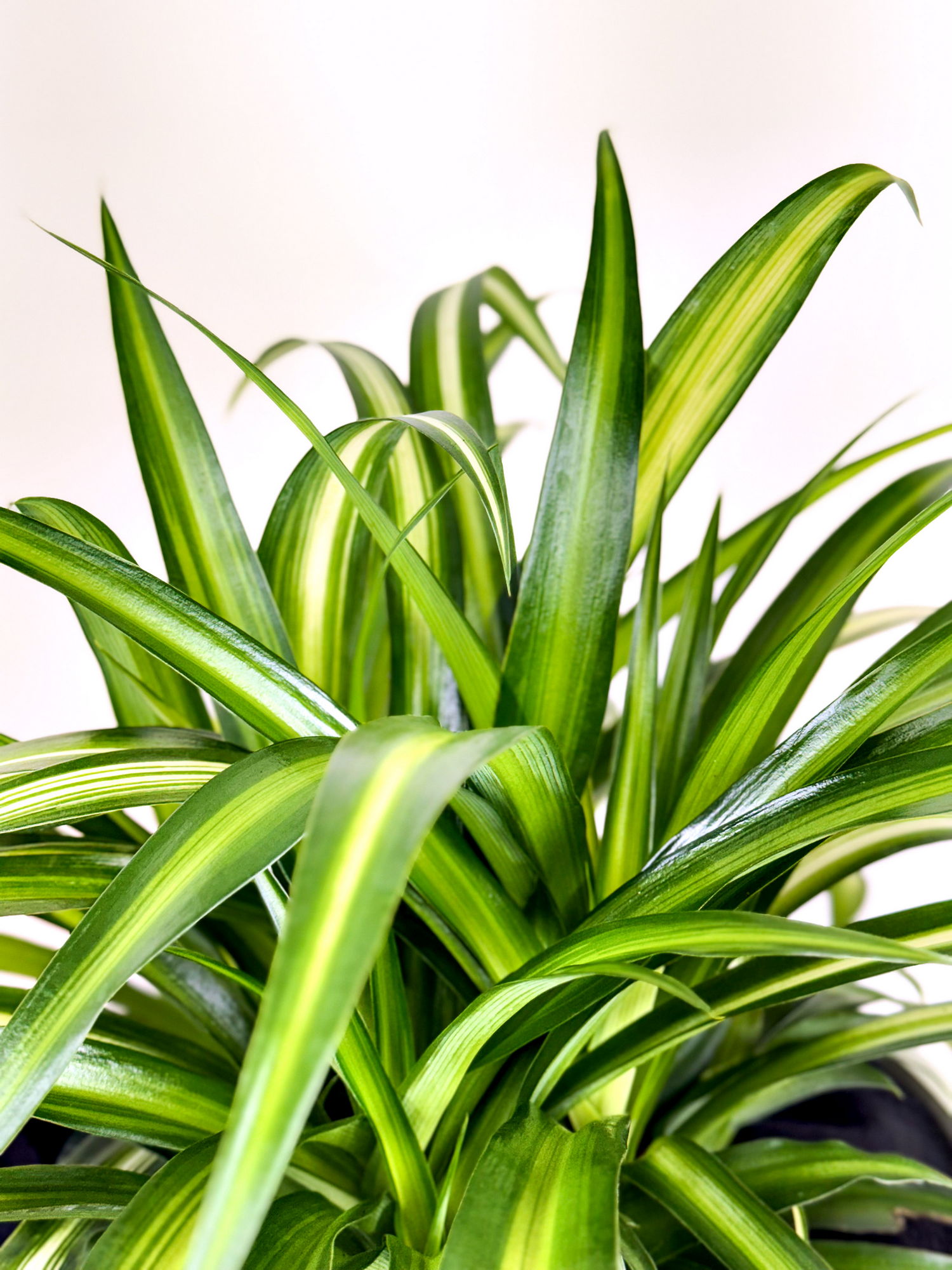 Hawaiian Spider Plant | PlantVine