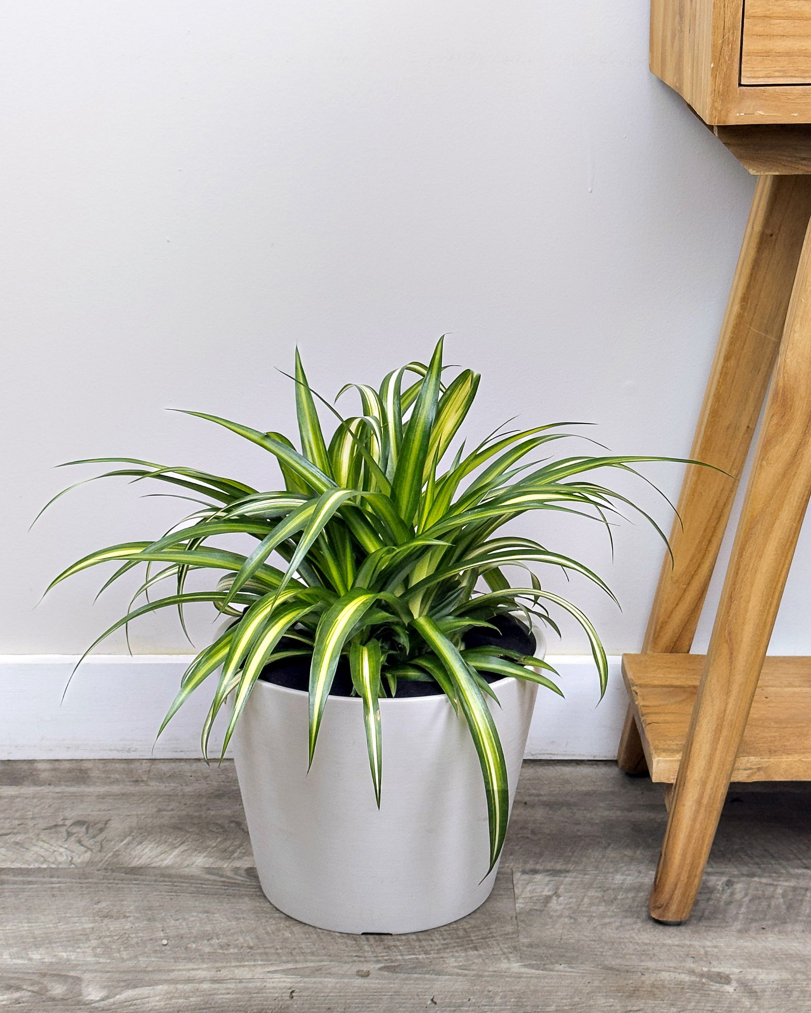 Hawaiian Spider Plant | PlantVine