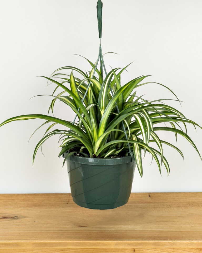 Hawaiian Spider Plant | PlantVine