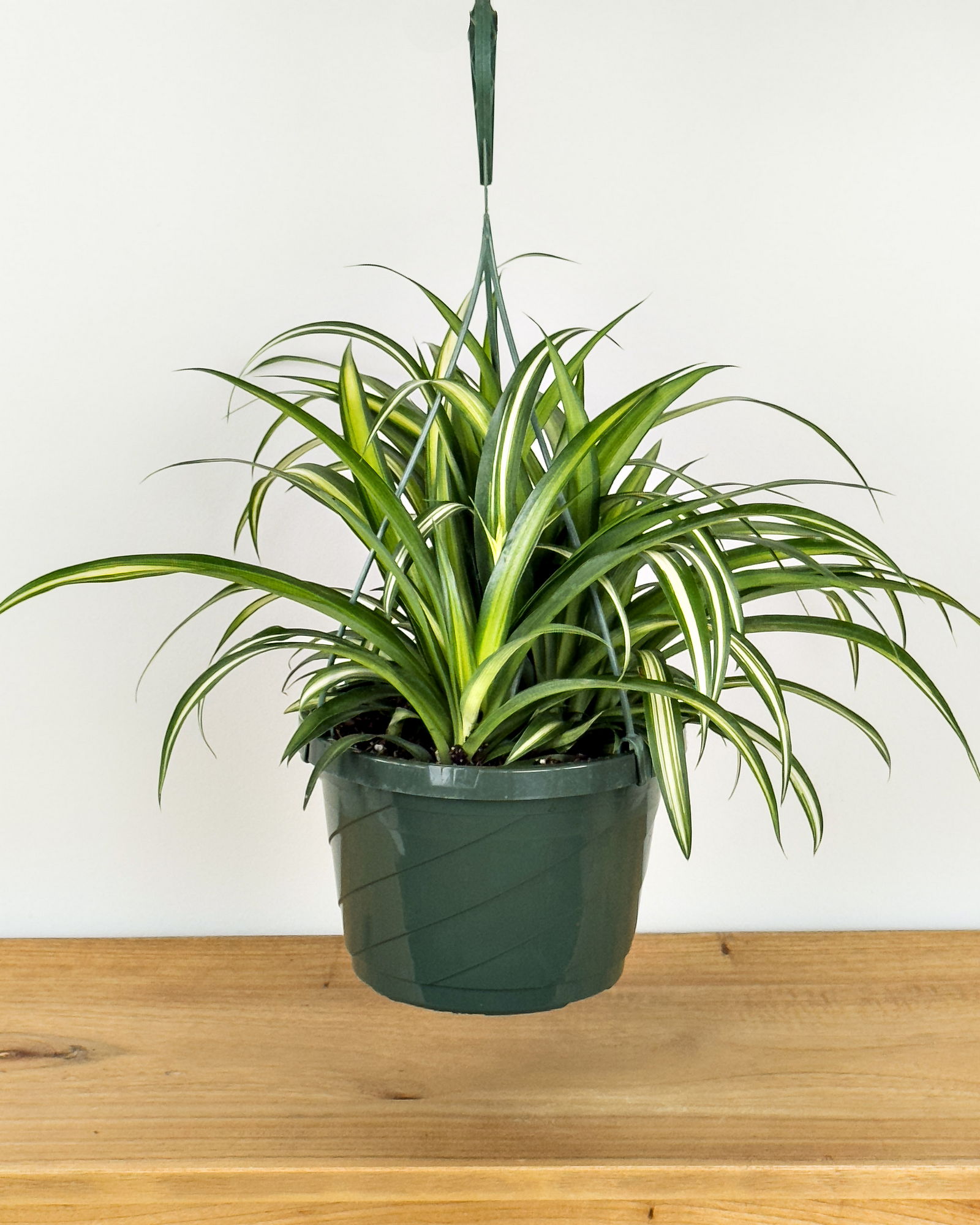 Hawaiian Spider Plant | PlantVine