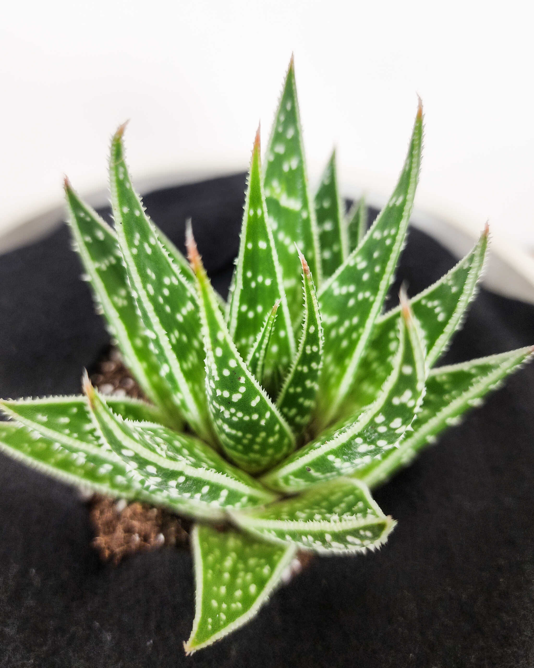 Haworthia ‘Tiki’ | PlantVine