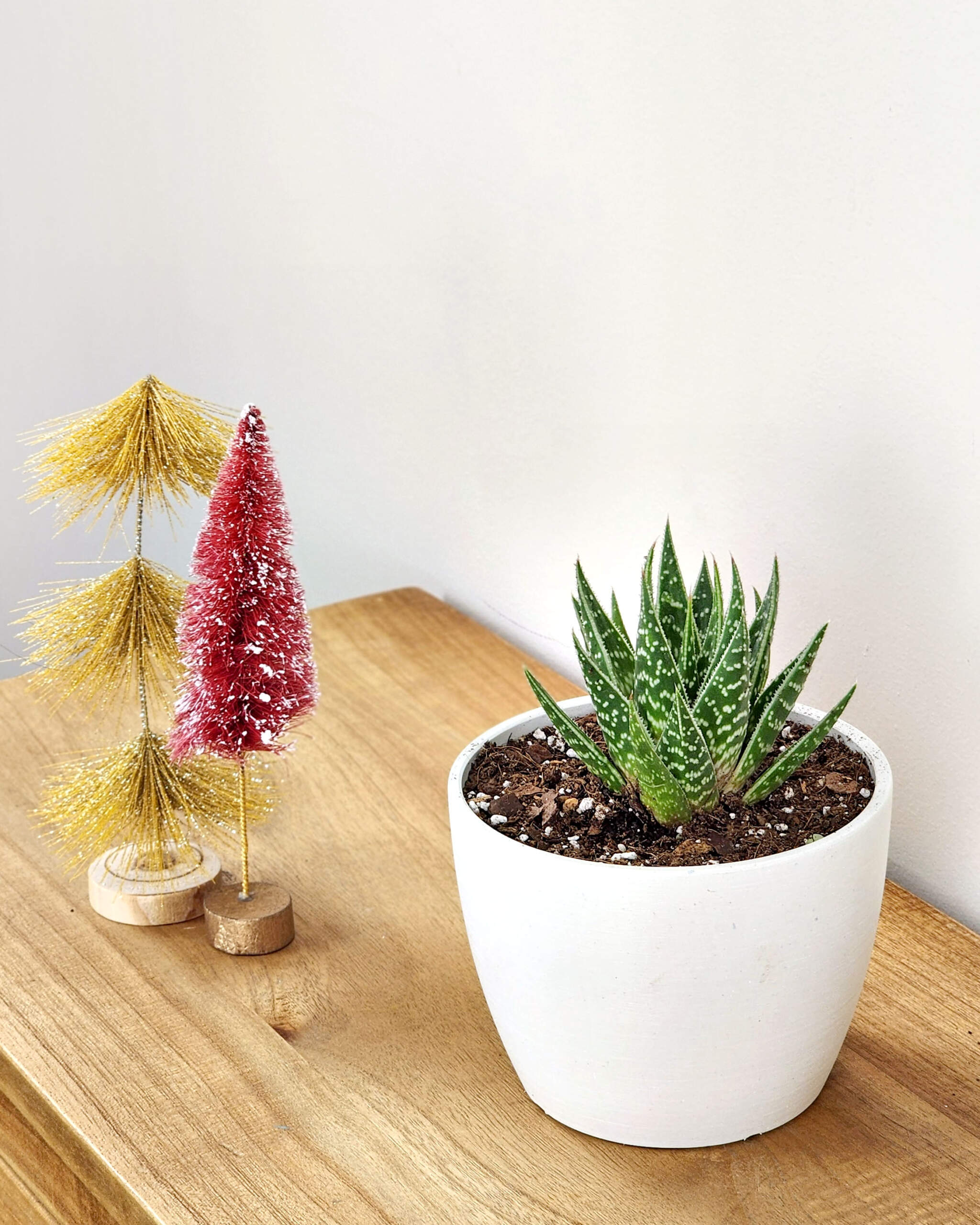 Haworthia ‘Tiki’ with Meseta Planter | PlantVine