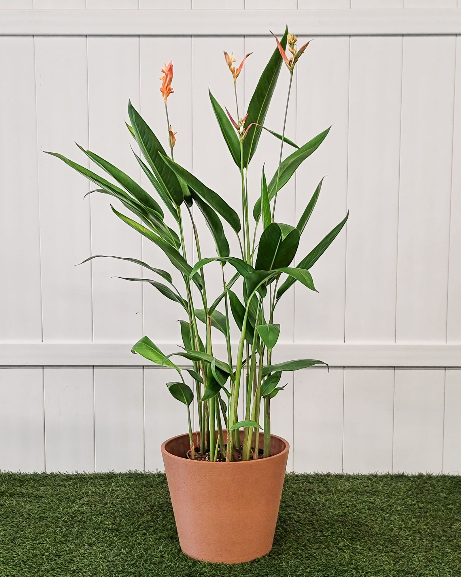 Heliconia ‘Choconiana’ | PlantVine