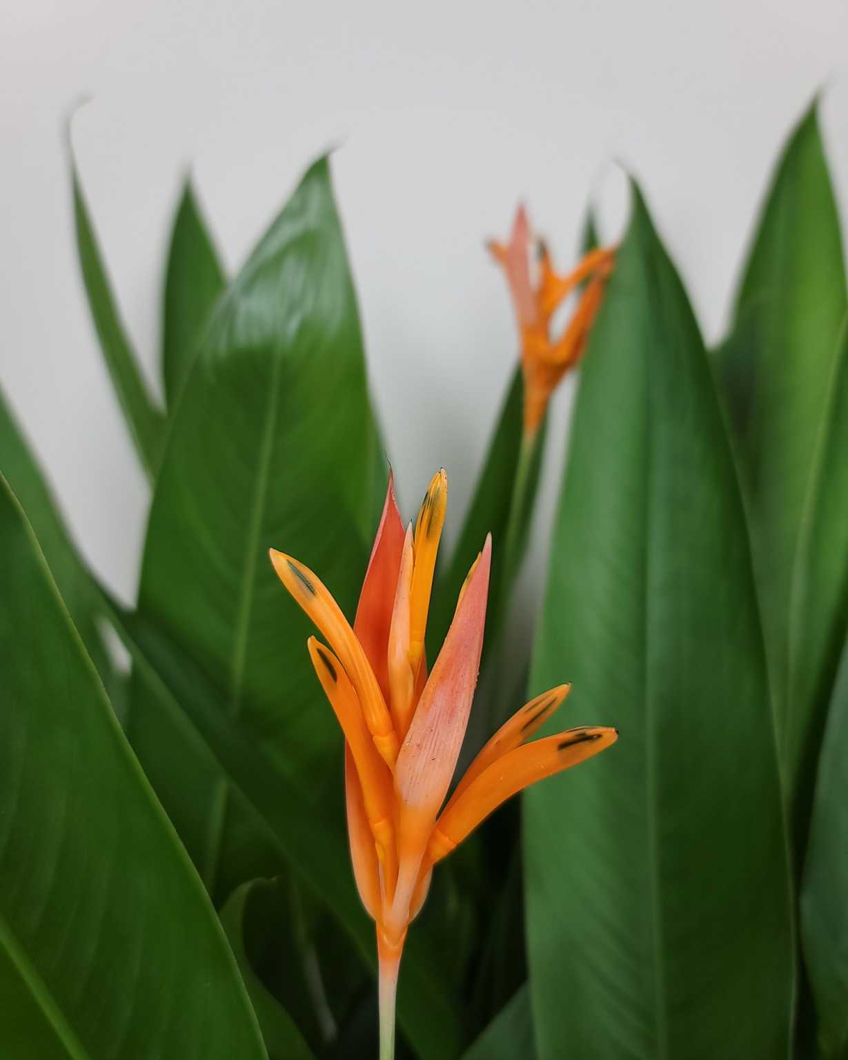 Heliconia ‘Choconiana’ | PlantVine