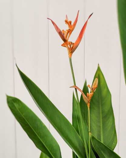 Heliconia ‘Choconiana’ | PlantVine