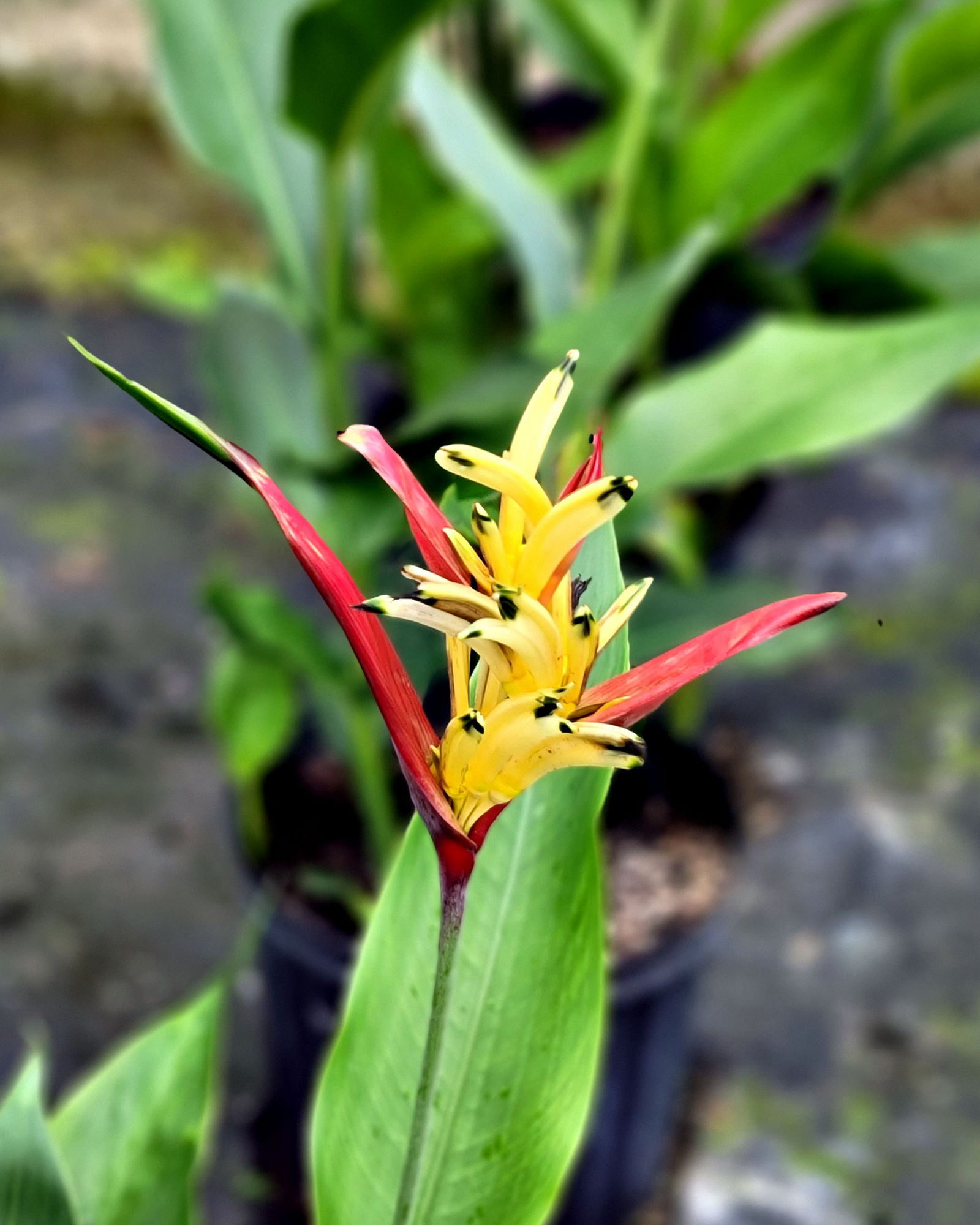 Heliconia ‘Lady Di’ | PlantVine